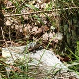 Silver Mine Trail, Missouri - 254 Reviews, Map | AllTrails