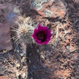 Cockscomb Loop Trail, Arizona - 660 Reviews, Map | AllTrails