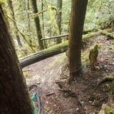 Racehorse Falls Trail, Washington - 345 Reviews, Map | AllTrails