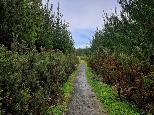 10 Best Hikes and Trails in Riverhead Forest | AllTrails