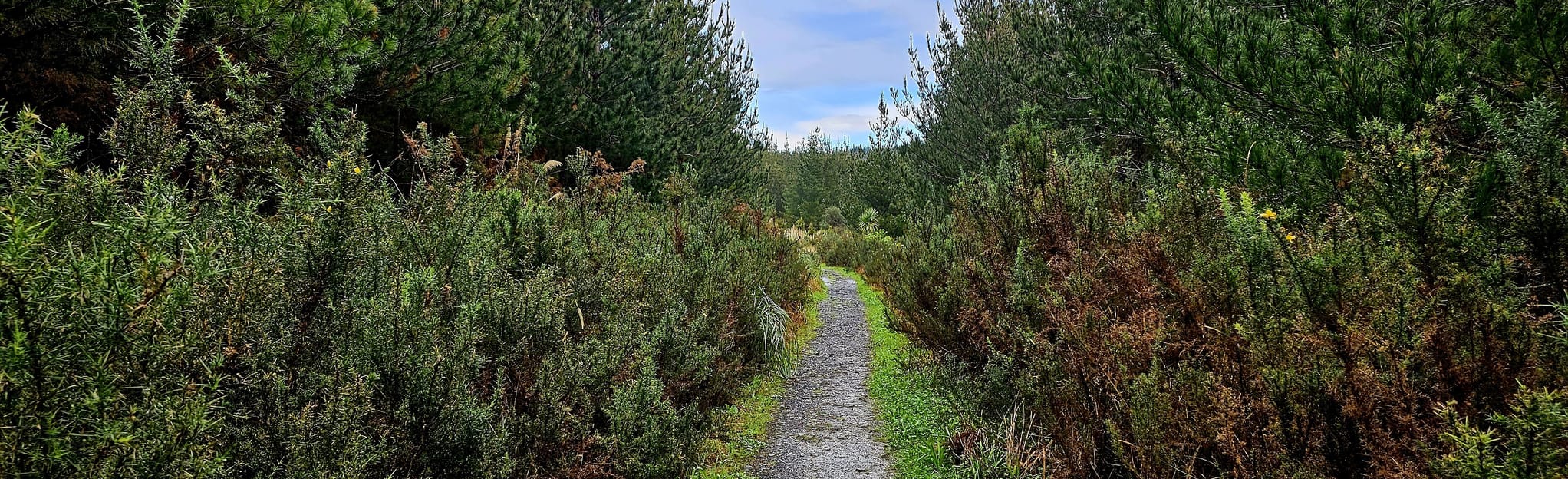 Beacon Road East Loop, Auckland, New Zealand - 41 Reviews, Map | AllTrails