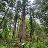 Ridge Loop Trail , Washington - 374 Reviews, Map | AllTrails