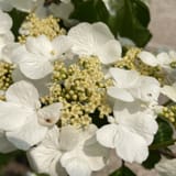 Dow Gardens Canopy Walk, Michigan - 138 Reviews, Map | AllTrails