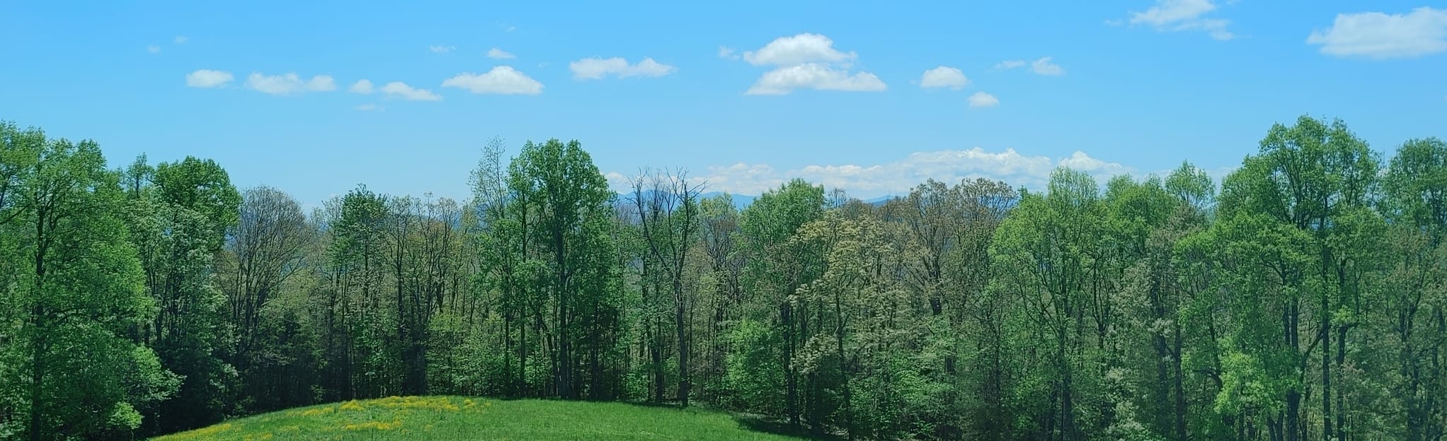 Lost Cove Trail: 178 Reviews, Map - North Carolina | AllTrails
