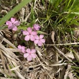 Three Ridges Trail, Virginia - 874 Reviews, Map | AllTrails