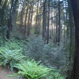 Tres Sendas Trail, California - 276 Reviews, Map | AllTrails