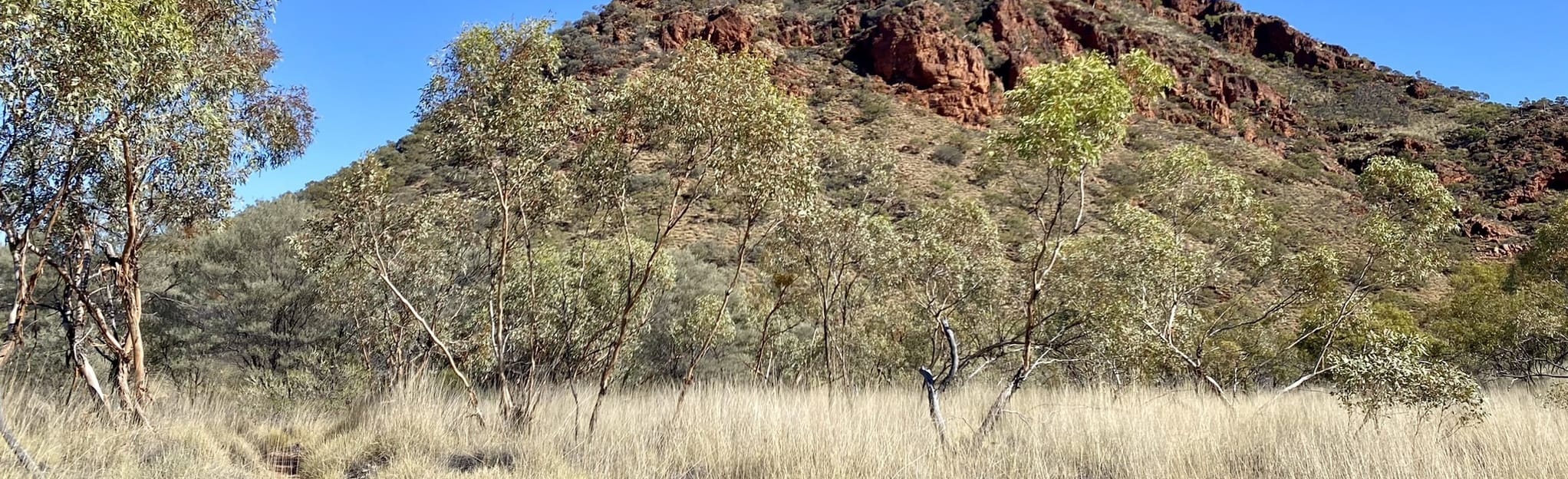 Larapinta Trail: Section 11 Finke River to Redbank Gorge: 12 Reviews ...