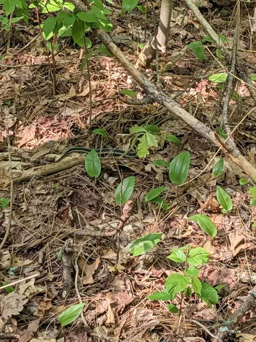 Best Hikes and Trails in Governor Earl Peshtigo River State Forest ...