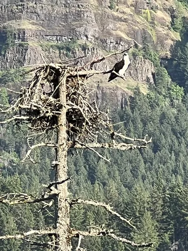 Best Hikes and Trails in Cascade Locks easyCLIMB trailhead | AllTrails