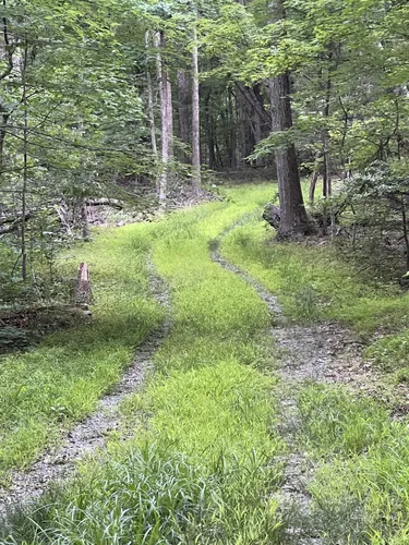 Best Hikes and Trails in Duke Forest Blackwood Division | AllTrails