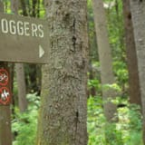 Old Loggers Path, Pennsylvania - 626 Reviews, Map | AllTrails