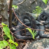 Old Loggers Path, Pennsylvania - 626 Reviews, Map | AllTrails