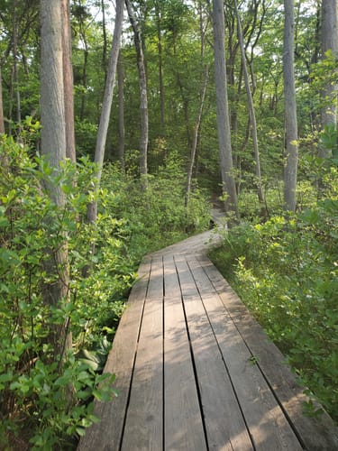 Best Hikes and Trails in Cheesequake State Park | AllTrails