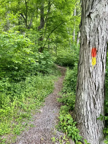 Best Hikes and Trails in Hyner Run State Park | AllTrails