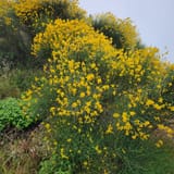 Sullivan Canyon Trail, California - 677 Reviews, Map | AllTrails