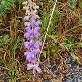 Sullivan Canyon Trail, California - 677 Reviews, Map | AllTrails