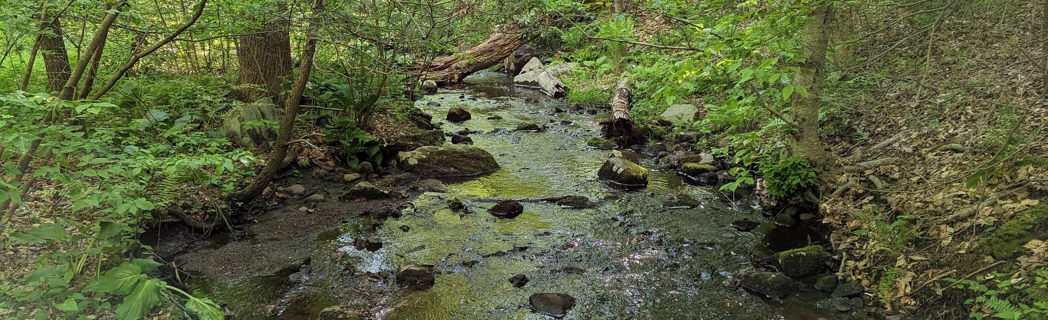 Tourne Park Wildflower Trail, New Jersey - 40 Reviews, Map | AllTrails