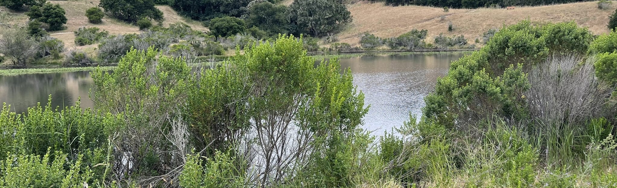 Oil Well Road Goat Trail Loop, California - 112 Reviews, Map | AllTrails