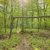Black Forest North Loop Trail, Pennsylvania - 221 Reviews, Map | AllTrails