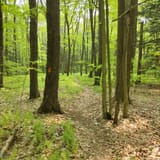 Black Forest North Loop Trail, Pennsylvania - 221 Reviews, Map | AllTrails