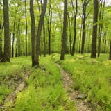 Black Forest North Loop Trail, Pennsylvania - 221 Reviews, Map | AllTrails