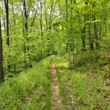 Black Forest North Loop Trail, Pennsylvania - 223 Reviews, Map | AllTrails