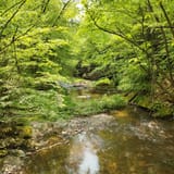 Black Forest North Loop Trail, Pennsylvania - 223 Reviews, Map | AllTrails
