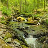 Black Forest North Loop Trail, Pennsylvania - 223 Reviews, Map | AllTrails