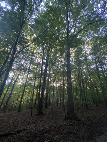 2023 Best Forest Trails in Duke Forest | AllTrails