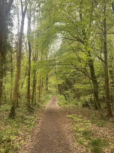 2023 Best Forest Trails in Rathangan | AllTrails