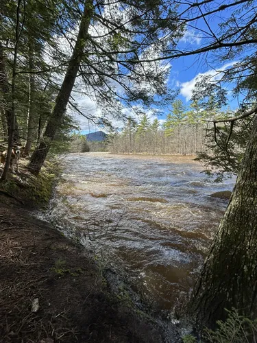 Best Hikes and Trails in Albany Town Forest | AllTrails