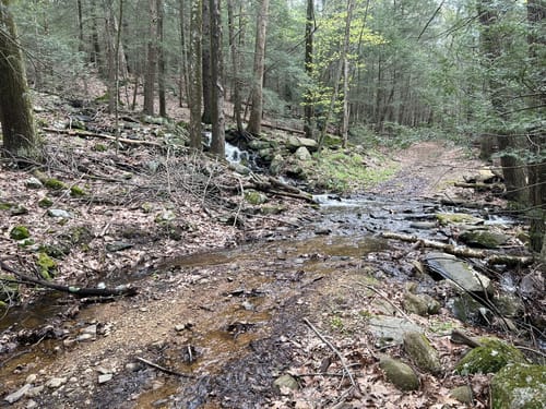 Best Hikes and Trails in Nipmuck State Forest | AllTrails