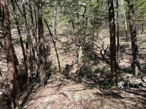 Best Hikes and Trails in Randolph State Park | AllTrails