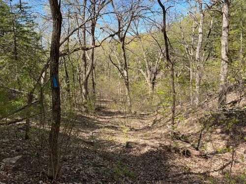 Best Hikes and Trails in Randolph State Park | AllTrails