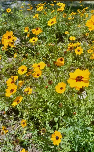 Best Hikes and Trails in Branan Field Wildlife and Environmental Area ...