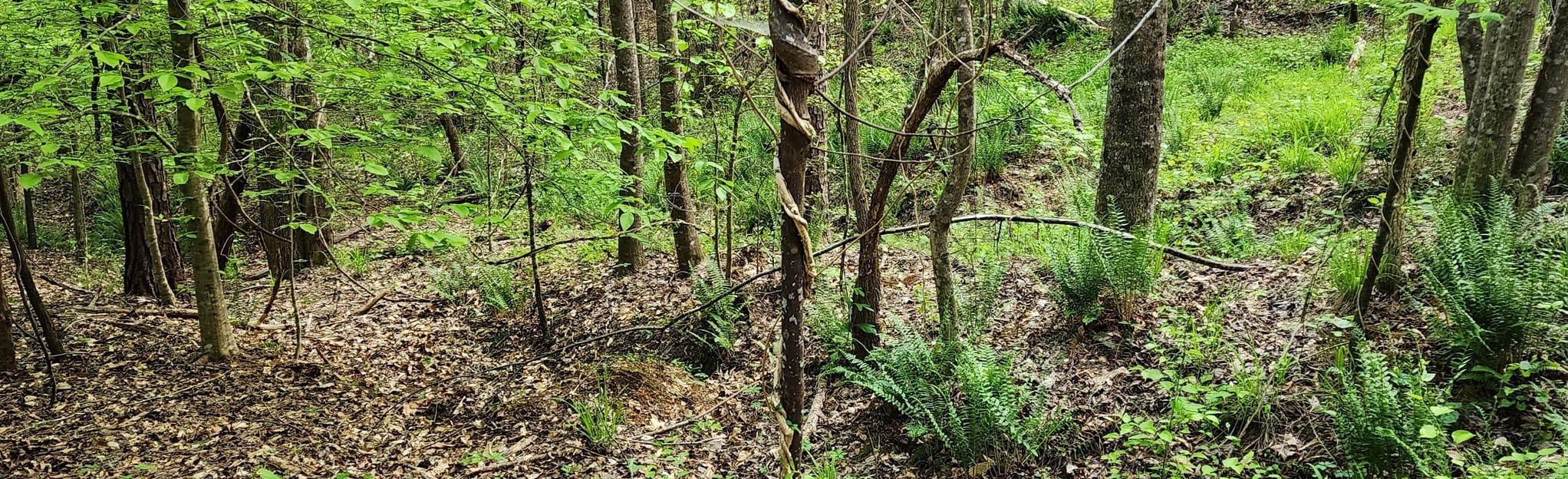 Dog River Library Loop : 21 Photos - Géorgie | Randonnée | AllTrails