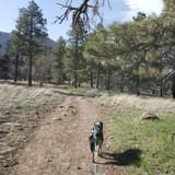 Sandy Seep Trail, Arizona - 675 Reviews, Map | AllTrails