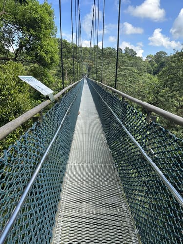 2023 Best Forest Trails in MacRitchie Reservoir Park | AllTrails