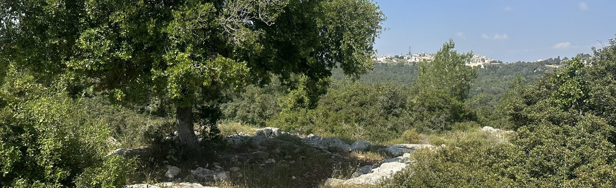 Kfar HaHoresh Forest and Timrat Hill: 7 Fotos - Northern District ...