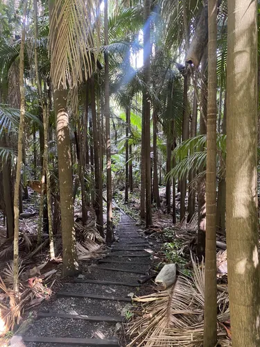 Best Forest Trails in Cooyar | AllTrails