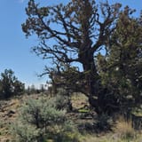 Fat Rabbit Loop Trail, Oregon - 450 Reviews, Map | AllTrails