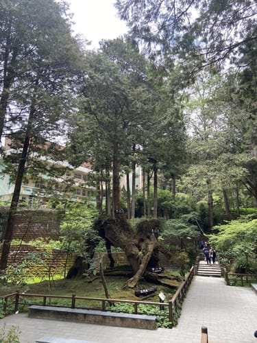 Best Hikes and Trails in Alishan National Forest Recreation Area ...