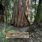 Big Tree Observation Site, Oregon - 43 Reviews, Map | AllTrails