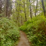 Miner's Ridge Trail, Clintonia Trail, and Gold Bluffs Beach Loop ...