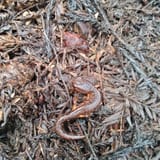 Miner's Ridge Trail, Clintonia Trail, and Gold Bluffs Beach Loop ...