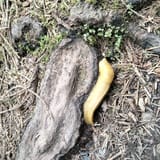 Miner's Ridge Trail, Clintonia Trail, and Gold Bluffs Beach Loop ...