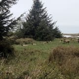 Miner's Ridge Trail, Clintonia Trail, and Gold Bluffs Beach Loop ...