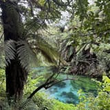 Blue Spring from Leslie Road Trailhead via Te Waihou Walkway, Waikato ...