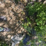 Spence Ridge Trail, North Carolina - 317 Reviews, Map | AllTrails