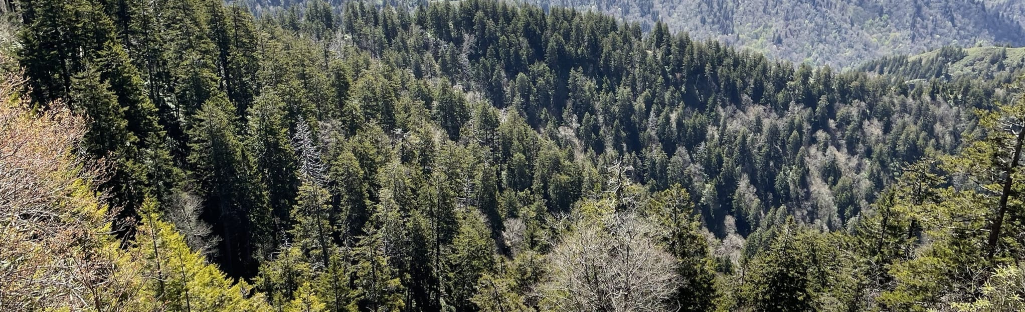 Myrtle Point and Mount LeConte via Alum Cave Trail, Tennessee - 3,104 ...